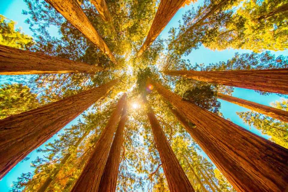 Muir Grove | Shutterbug